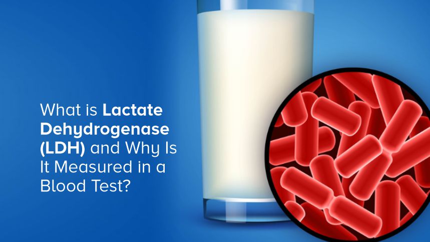 What is Lactate Dehydrogenase (LDH) and Why Is It Measured in a Blood Test?
